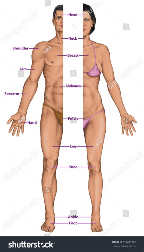 Ilustrasi Stok Male Female Anatomical Body Surface Anatomy 222692950 Shutterstock