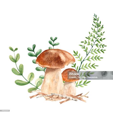 수채화 숲 구성입니다 포르치니 버섯 고사리 나뭇가지 및 녹색 가지 하얀 배경에 분리된 식물 손으로 그린 그림 인사말 카드 포스터 스티커 인쇄 디자인 및 장식에 사용할 수
