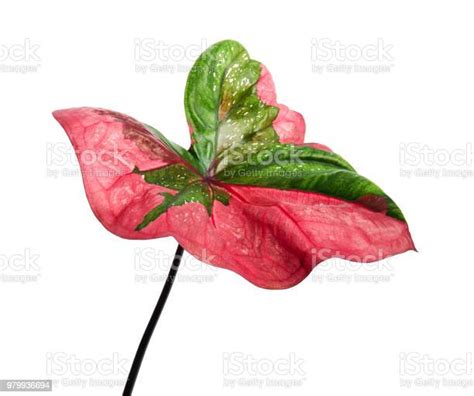 Caladium 색 잎 또는 잎이 많은 식물 색 단풍 클리핑 경로와 흰색 배경에 고립의 여왕 0명에 대한 스톡 사진 및 기타
