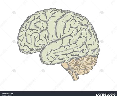 نقاشی سیاه قلم قلب و مغز عکس نودی