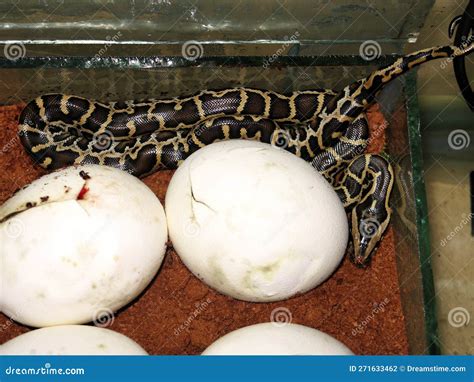 Burmese Python Python Bivittatus Stock Photo Image Of Leucistic
