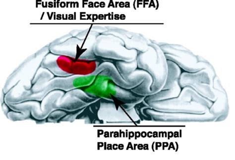 Ffa Ppa Mind Reading