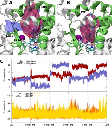 Substrate Dynamics During The Md Simulations For The Wt And The A477t