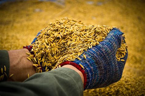 农民手中的稻米食物植物农业场地谷物收成粮食种子农场黄色高清图片下载 正版图片322018129 摄图网