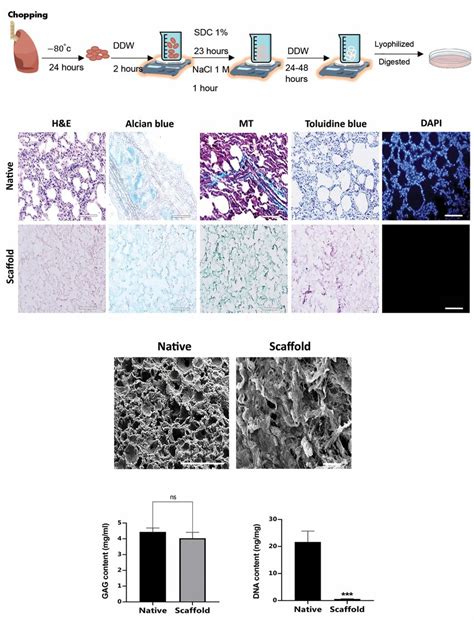 Decellularization Procedure Hydrogel Formation And Characterization Download Scientific