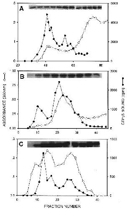 Elution Profile Of Protein And Gtp γ S Binding Activity An Aliquot 50 Download Scientific