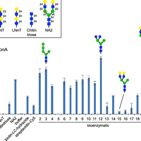 Binding Of Lectin Cona To Microarray Of Synthesized Human N Glycans