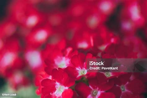 사랑 스러운 작은 빨간 봄 꽃 바탕 화면이 나 엽서에 대 한 배경 0명에 대한 스톡 사진 및 기타 이미지 0명 꽃 식물 로맨스 Istock