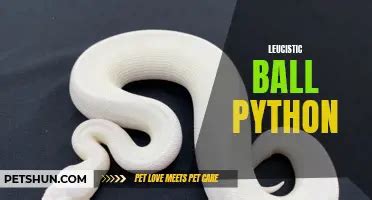 Demystifying The Art Of Sexing Ball Pythons A Guide For Reptile Enthusiasts Petshun