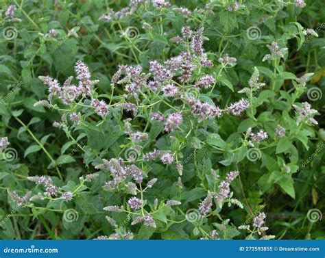 Mint Long Leaved Mentha Lonolia Grows In Nature Stock Image