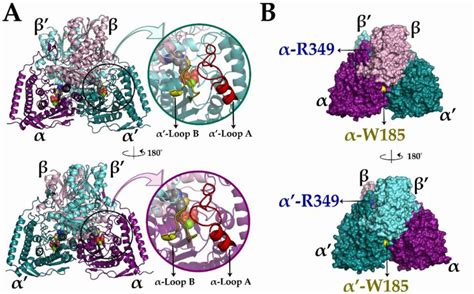 Pyruvate Dehydrogenase Structure