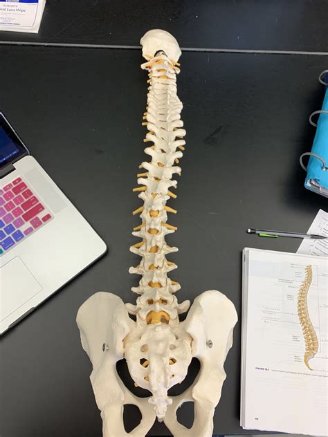 Vertebrae Diagram Quizlet