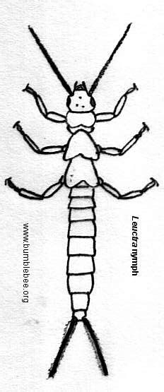 Plecoptera Stone Flies