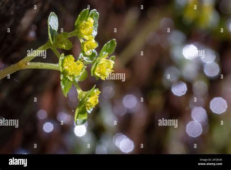 In The Woodland At Tarr Steps The Opposite Leaved Golden Saxifrage Chrysosplenium