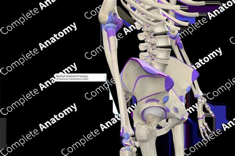 Radial Styloid Process Fracture Of The Radial Styloid Process With