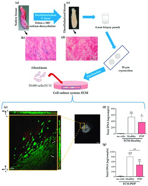 Cell Culture System With Vaginal Extracellular Matrix Ecm And Download Scientific Diagram
