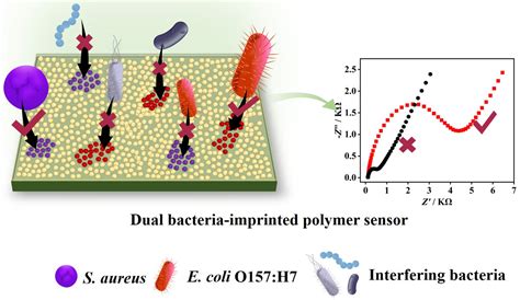 A Novel Dual Bacteria Imprinted Polymer Sensor For Highly Selective And Rapid Detection Of