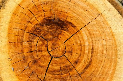 Tree Texture Background 23339291 Stock Photo At Vecteezy