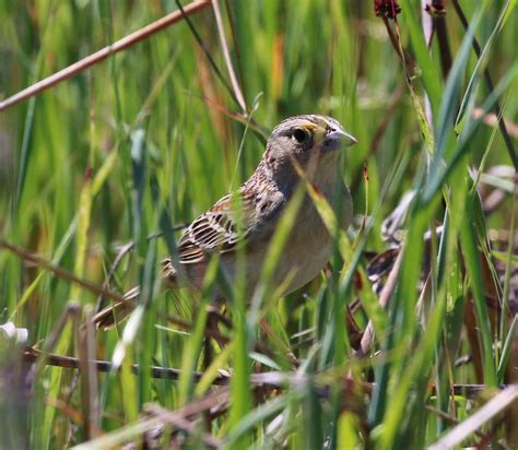 Grasshopper Sparrow Audubon Field Guide