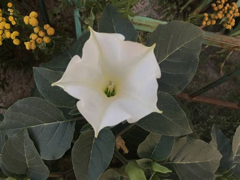 Дурман индейский (67 фото) » НА ДАЧЕ ФОТО