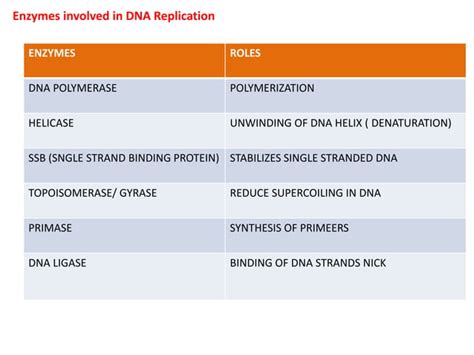 Dna Replication Class Xii Biology Based Ncert Text Book Pptx Chemistry Science