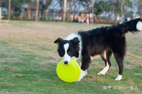 告诉你一个秘密：养狗，最好养边牧犬 知乎