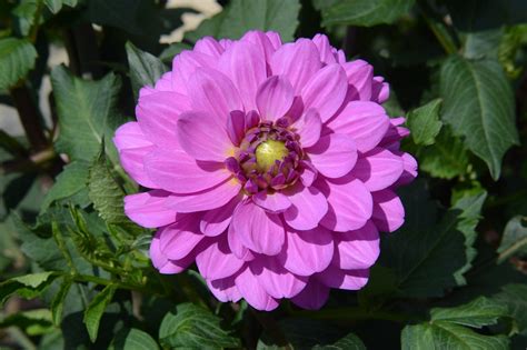 Dahlia Bloom Nature Photo Gratuite Sur Pixabay Pixabay