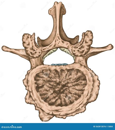 Lumbar Vertebra The Largest Segments Of The Vertebral Column Royalty