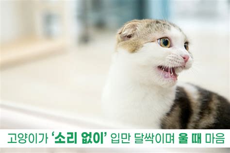 고양이가 좋아하는 색and싫어하는 색 베스트 3 각 이유 캣랩