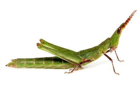 Local News Threatened Grasshopper Jumps Into New Habitat North West