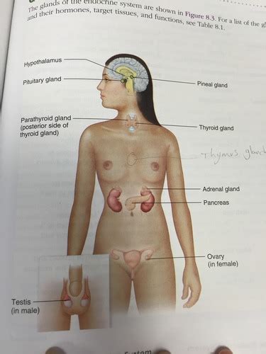 A P Chp Flashcards Quizlet
