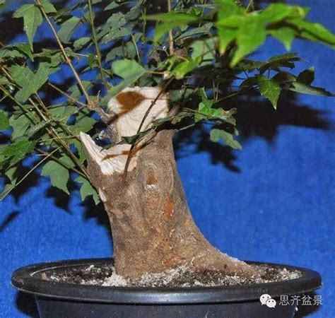 图解 小矮霸三角枫下山桩怎么制作成盆景 Penjing8盆景吧
