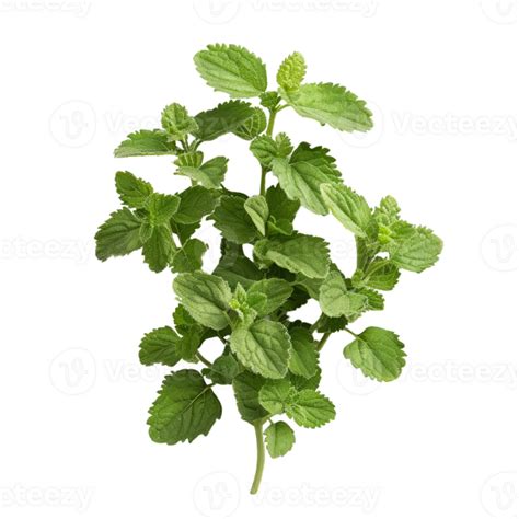 Fresh Catnip Plant Isolated On Black 44619743 Png