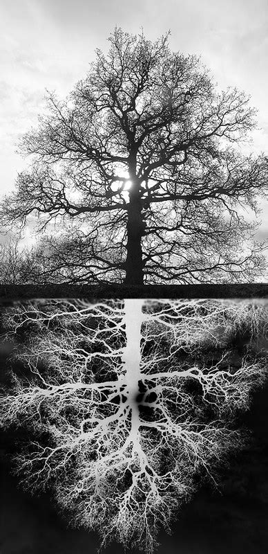 Tree Roots Underground Art