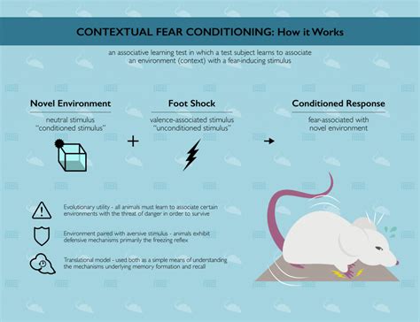 Contextual Fear Conditioning Maze Engineers
