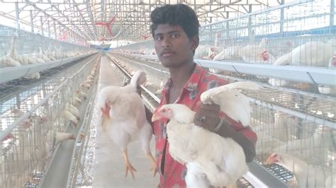মুরগি ফারাম দেখুন ভালো লাগবে Youtube