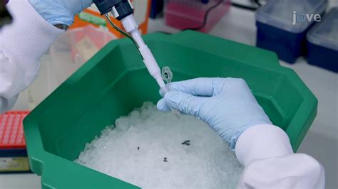 Microglia Isolation By Immunostaining Coupled Cell Sorting An Immunostaining Method To Isolate