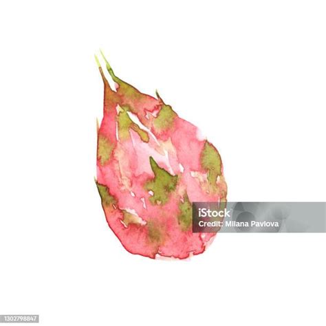 흰색 배경에 고립 된 수채화 손 그리기 피타하야 열대 음식 드래곤 과일 건강한 식생활 건강한 생활방식에 대한 스톡 벡터 아트 및