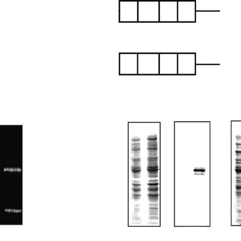 Subcloning Expression And Isolation Of Recombinant Murine Tau 0n4r A Download Scientific
