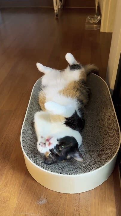 그루밍은 누워서 해야 제맛 💕💕 봄 고양이영상 고양이놀이 고양이일상 Cat Catlover Cute 그루밍 Youtube