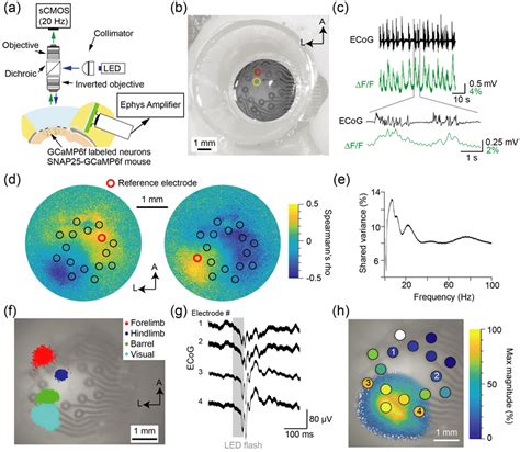 In Vivo Wide Field Calcium Imaging Through Opto E Dura A Schematic Download Scientific