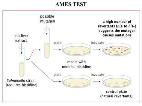 Isolation And Detection Of Mutants Pptx Chemistry Science