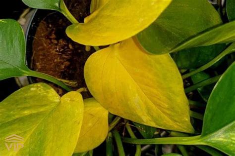 11 علت زرد شدن برگ پتوس را بشناسید و درمان کنید