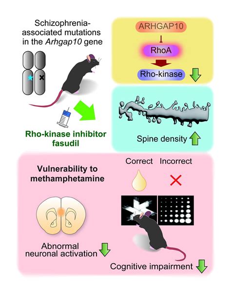 Vasodilator Drug Used In Stroke Patients Found To Reverse Key Symptoms Of Schizophrenia In Mice