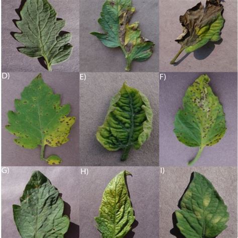 Non Linear Cases Sigmoid And Swish And Variations Download Scientific Diagram