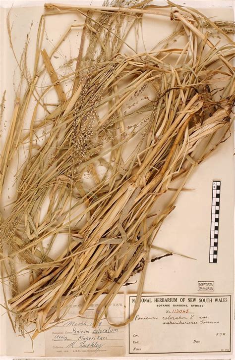 Plantnet Floraonline