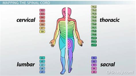 Dermatome Chart Dermatomes Anatomy And Dermatome Map Kenhub 1062 Hot