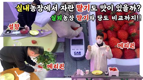 퍼밋 실내농장에서 자란 딸기 맛도 있을까 퍼밋 직영농장 딸기 당도 비교 Youtube