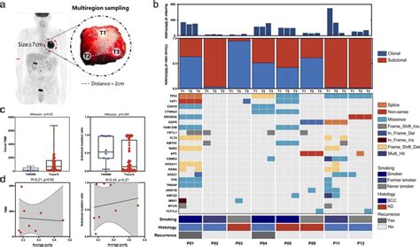 genomic heterogeneity and clonal structure a schematic diagram of