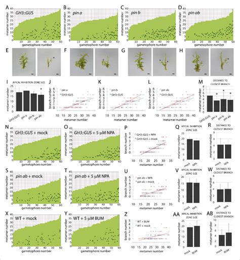 Pin Mediated Auxin Transport Is A Minor Contributor To Branching